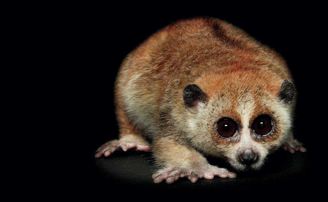 Traer Scott photographs nocturnal animals in her book, Nocturne.