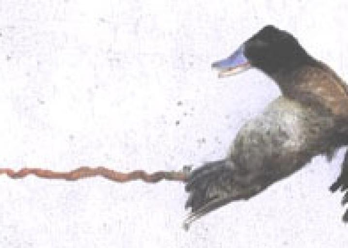 Why You Dont Want To Do It With A Duck