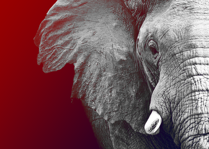 Conservative pundits on Trump, week by week.