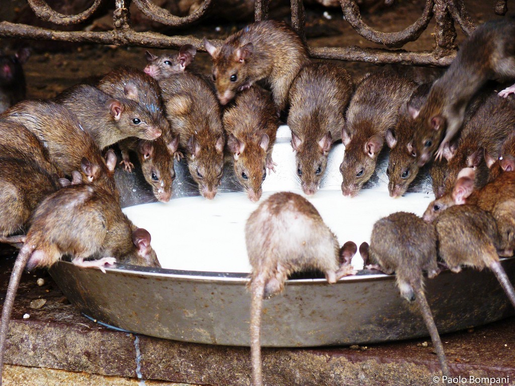 Karni Mata, the Indian temple where rats are worshipped