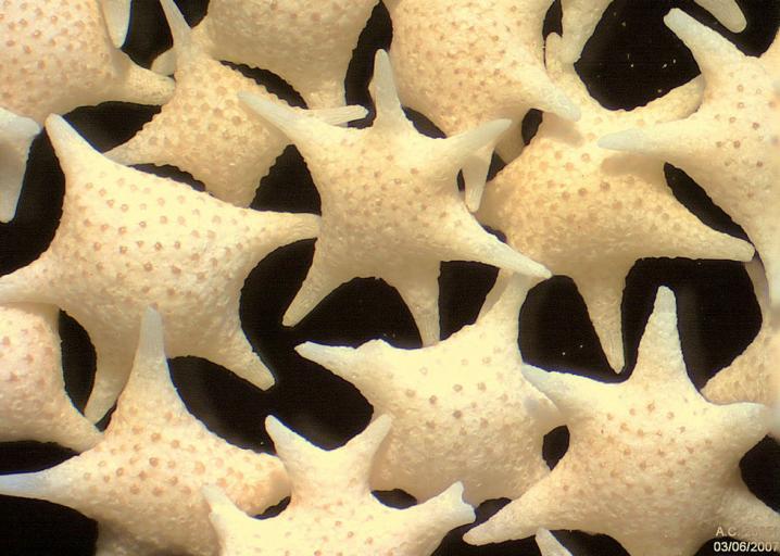 The Star-Shaped Sand of Okinawa