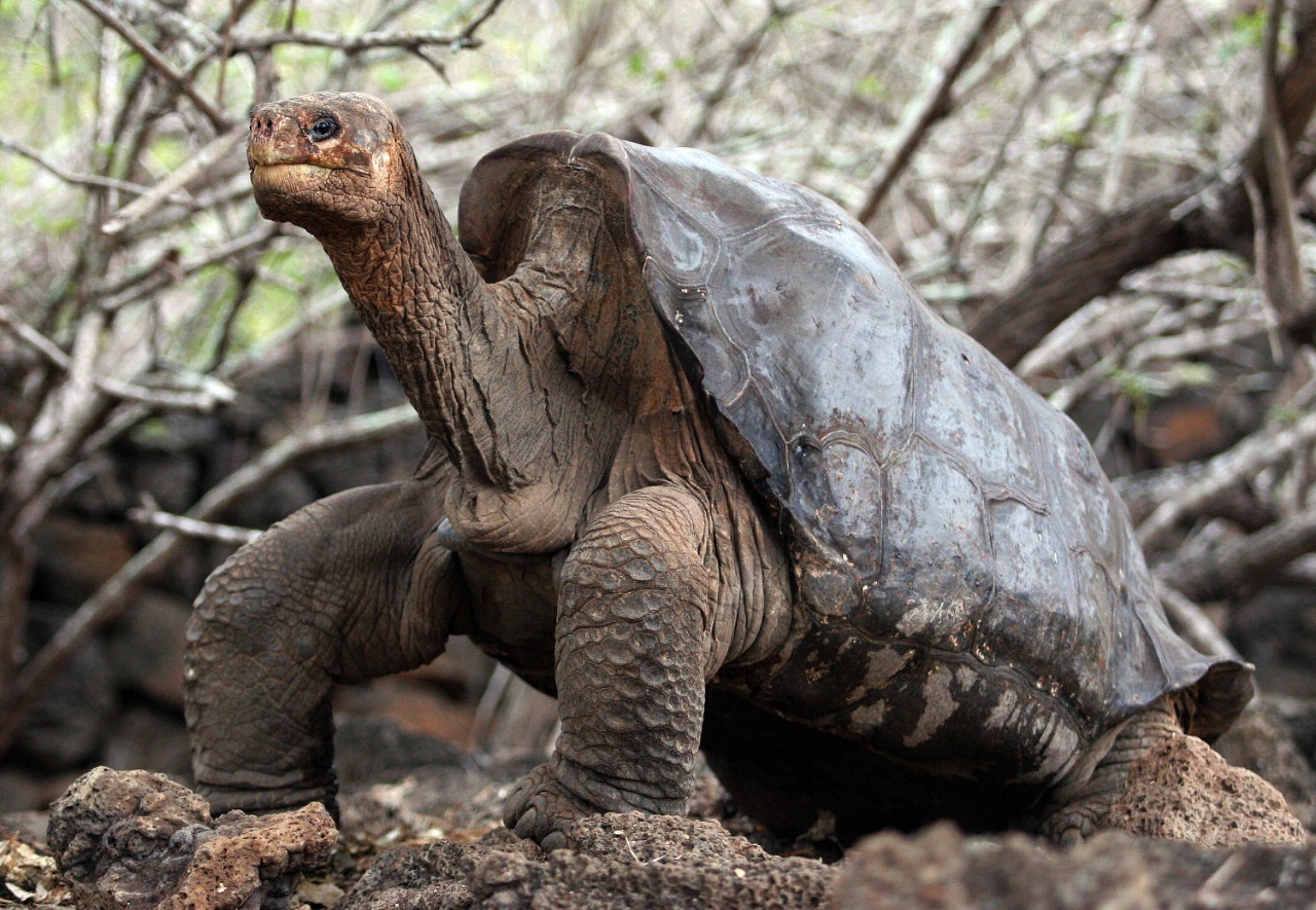 RIP Lonesome George, Last of the Giant Tortoises of Galapagos