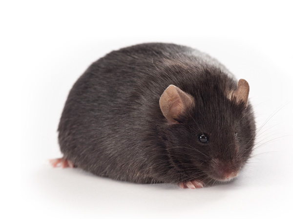 Lab mice: Are they limiting our understanding of human disease?