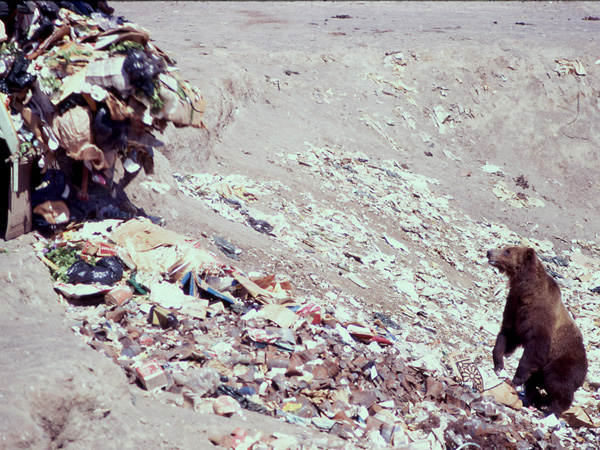 bear attack victim corpse